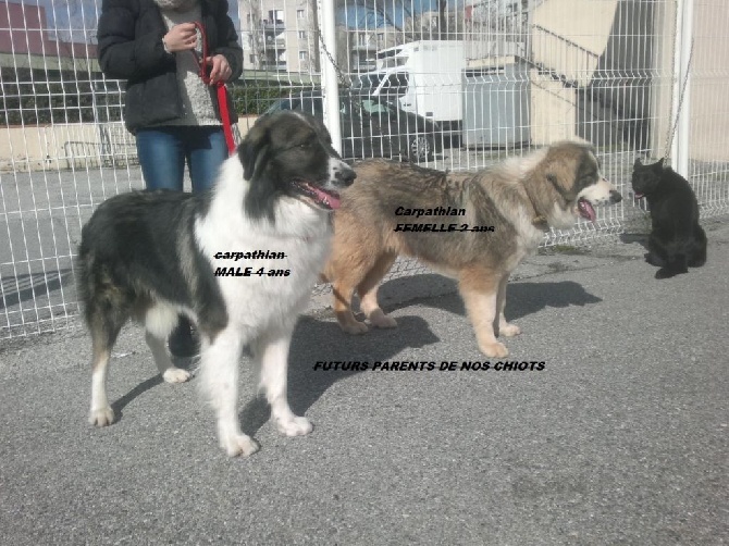 Accueil - Elevage de la Forêt des Quatre Seigneurs - eleveur de chiens ...